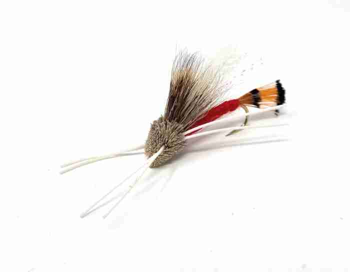 Turks Tarantula - Finham.com